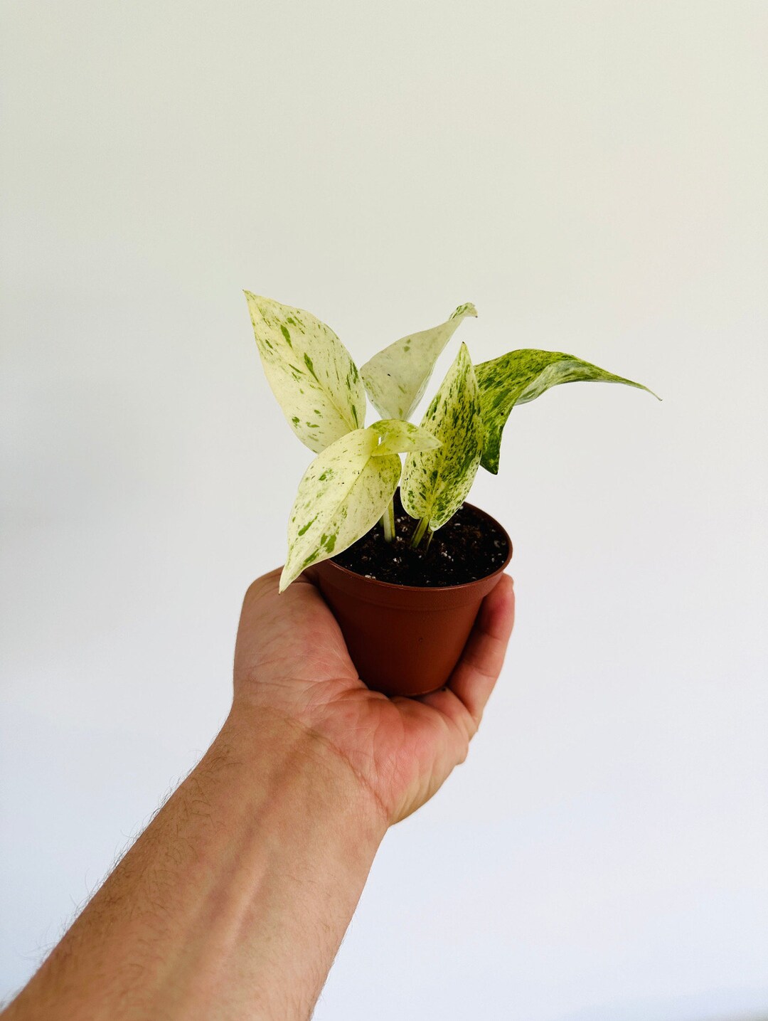 Pothos Fanfare: Teruno Japanese Pothos - Starter Plant - Etsy