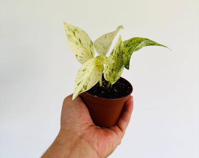 Fanfare Pothos | Teruno Series | Epipremnum Aureum Fanfare ...