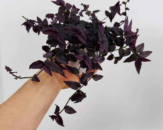 Black Bridal Veil Wandering Dude - Tradescantia Multiflora - Rare ...