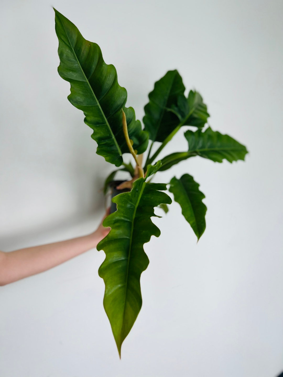 Philodendron Narrow Escape Tiger's Tooth Rare Aroid Live Plant in 4 or ...