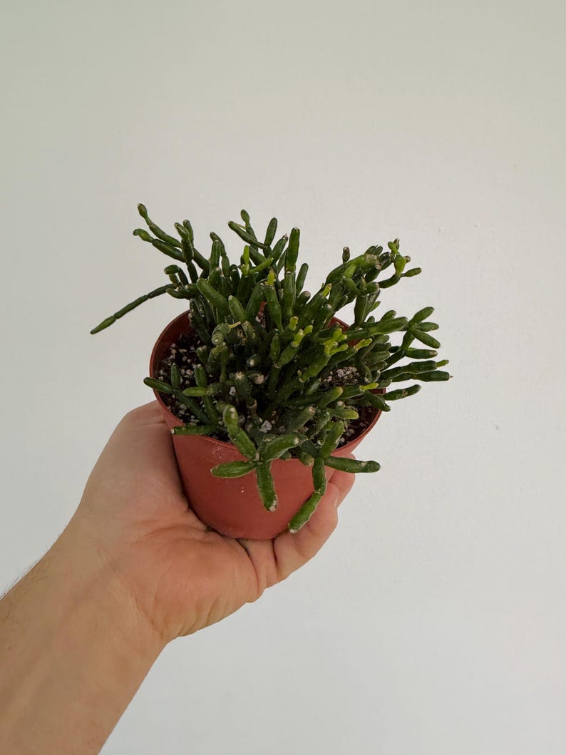 Rhipsalis Mistletoe - Vining Cactus - Trailing Plant - Live Houseplant ...