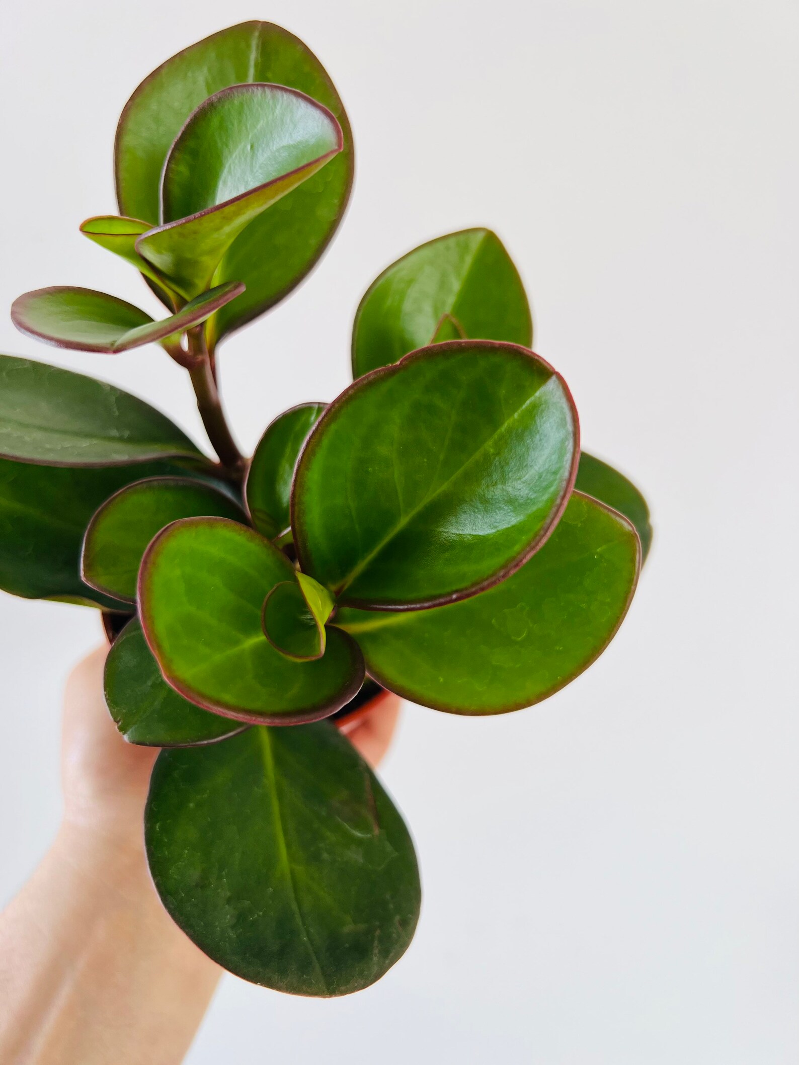 Peperomia Red Margin - Clusifolia Red Rubber Plant - Easy Plants ...