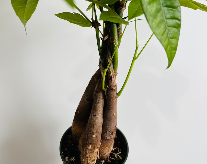 Money Tree - Braided - Pachira Aquatica - Easy Care House Plant - Live ...
