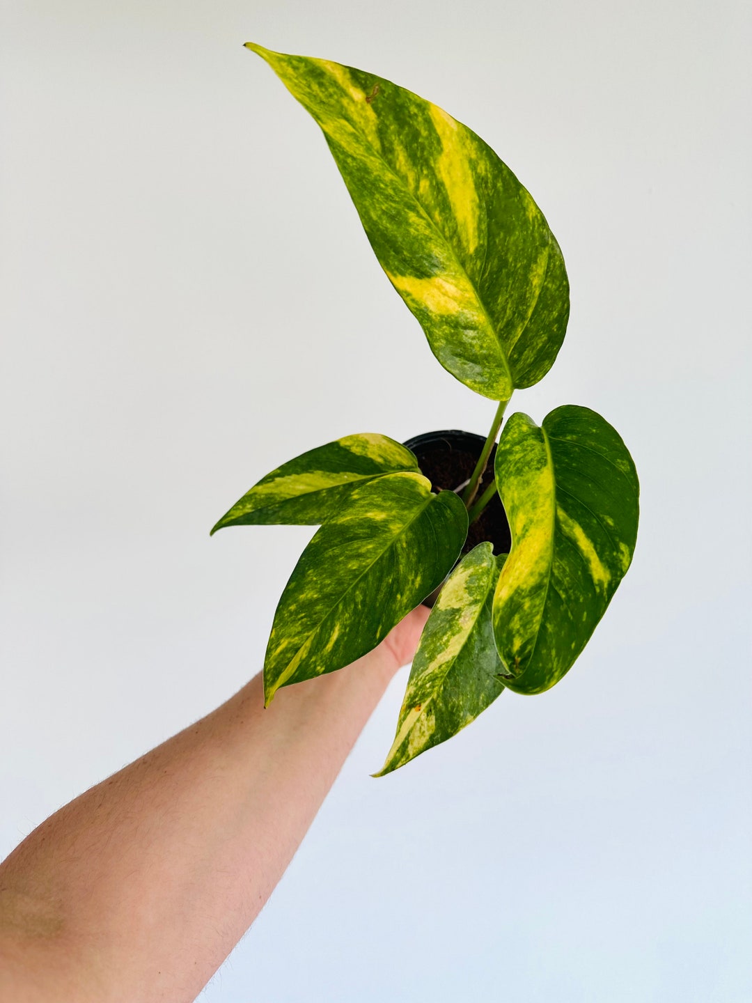 Pothos Sunshine - Epipremnum Pinnatum ‘sunshine’ - Rare Epipremnum ...