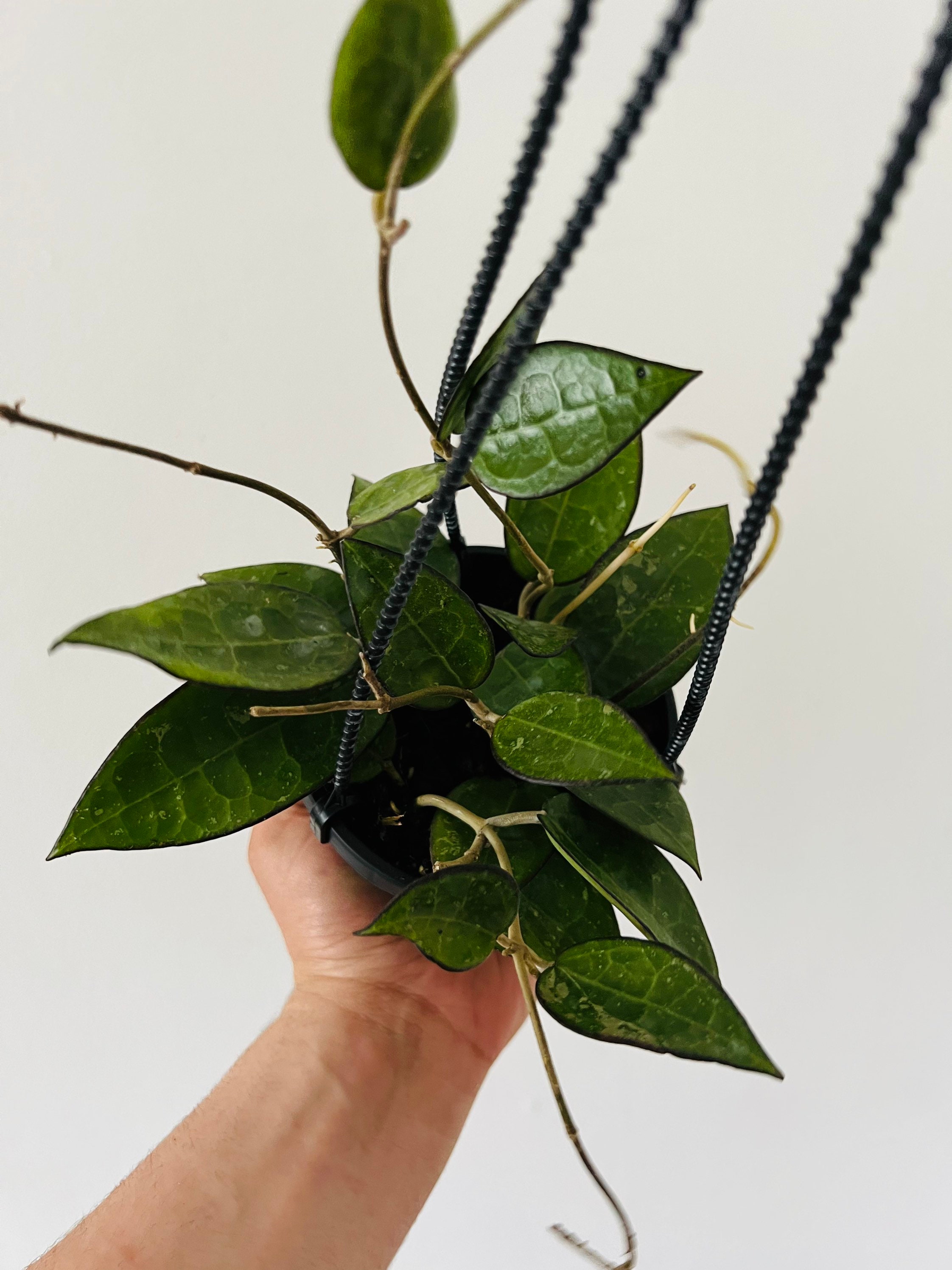 Hoya Parasitica Black Margin - Rare Hoya - Full & Trailing - Live Plant ...