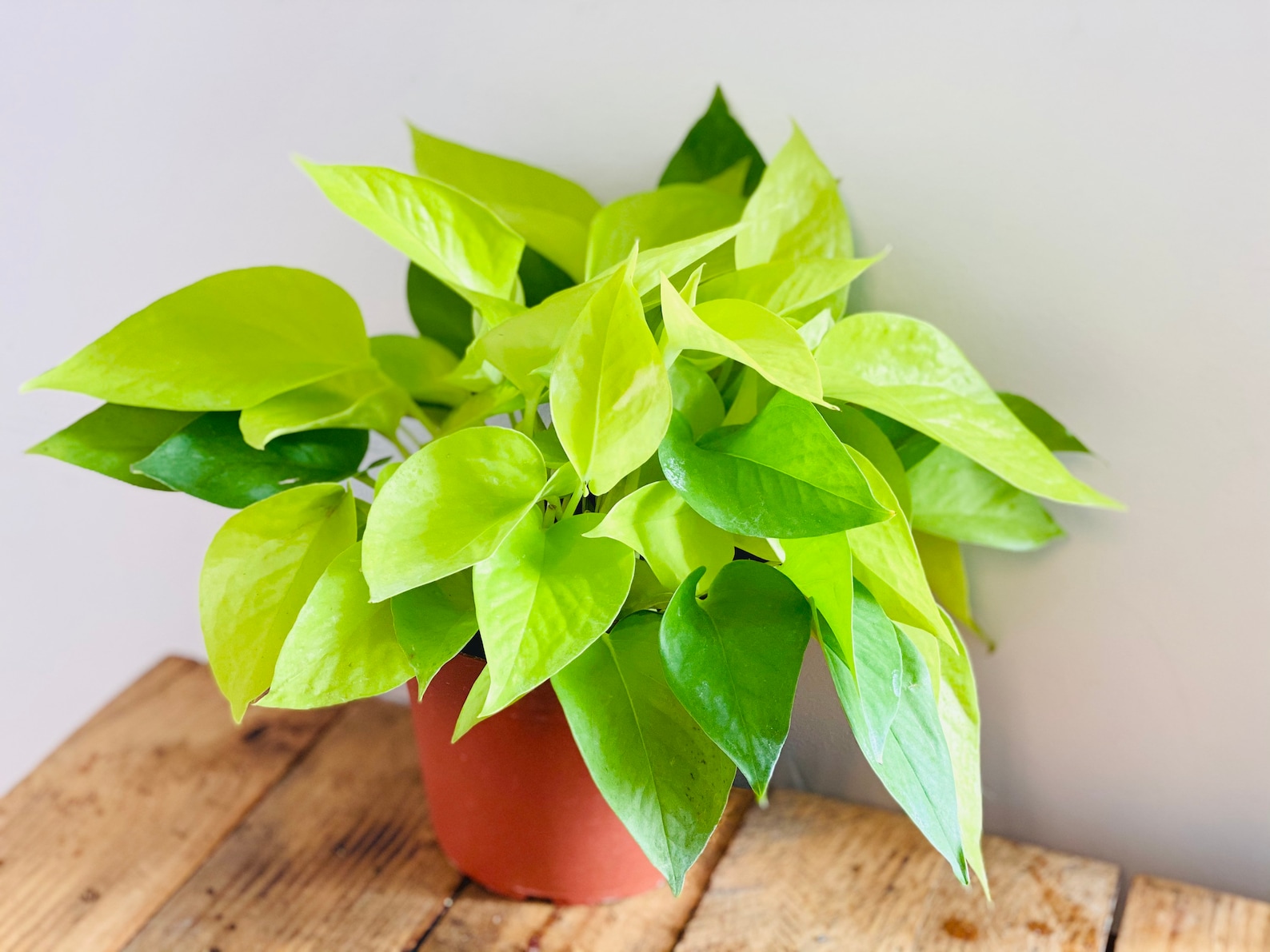 Neon Pothos Epipremnum Pinnatum Easy Plant - Etsy