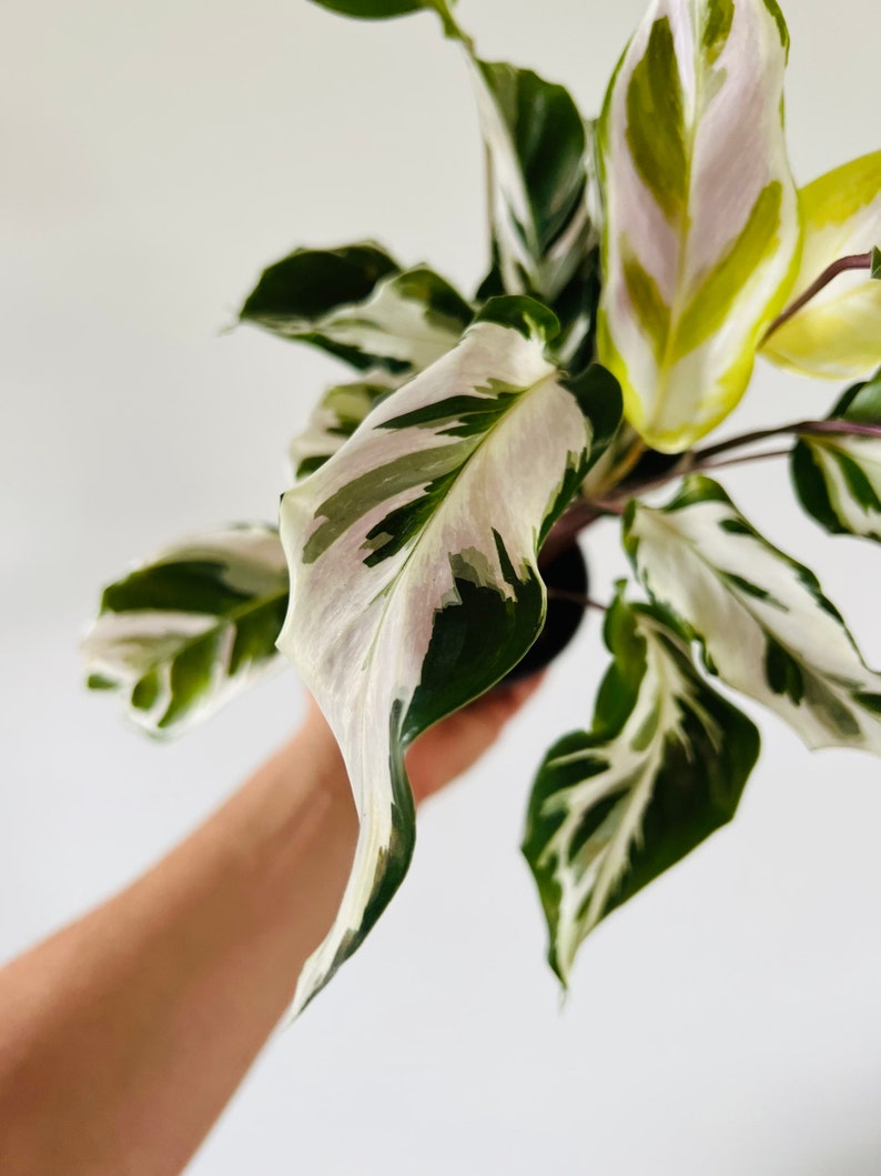 Calathea Stella Brand New Cultivar Live Houseplant in 4 - Etsy