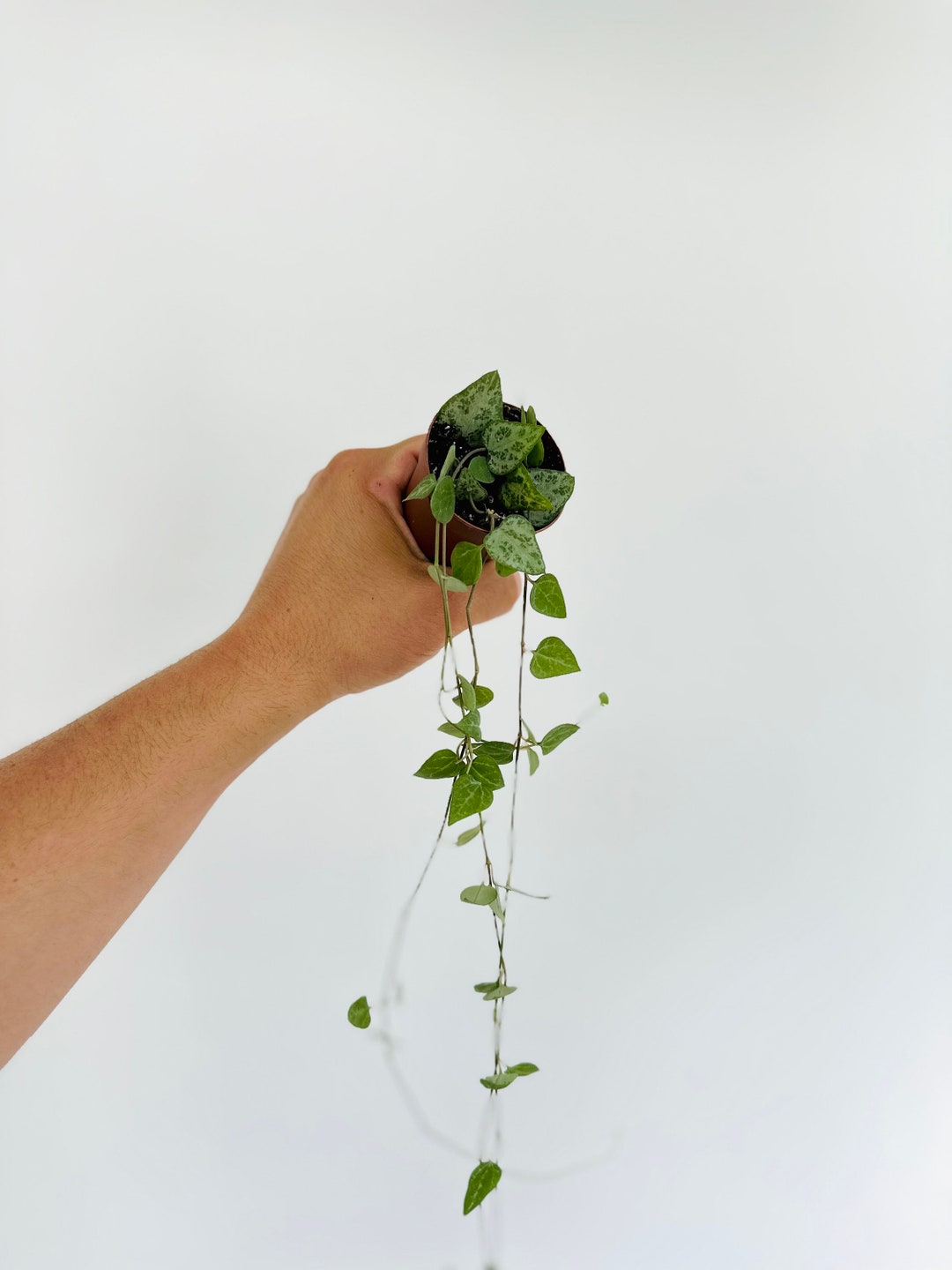 String of Arrows - Easy Plants - Beginner Plant - Live Houseplant in 2 ...