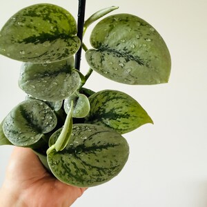 Scindapsus Sp. Green Anaconda on Totem - Rare Aroid - Green Variegated ...