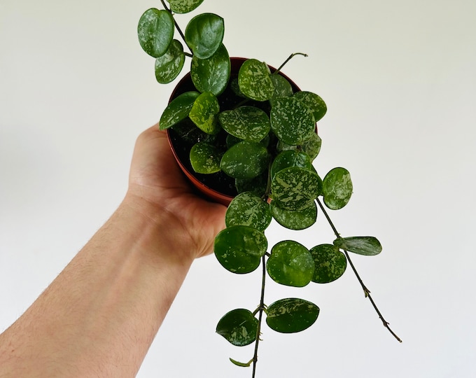 Hoya Mathilde Splash Starter Plant ALL STARTER PLANTS Require You to ...