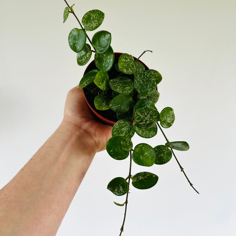 Rooted Hoya Mathilde - Etsy