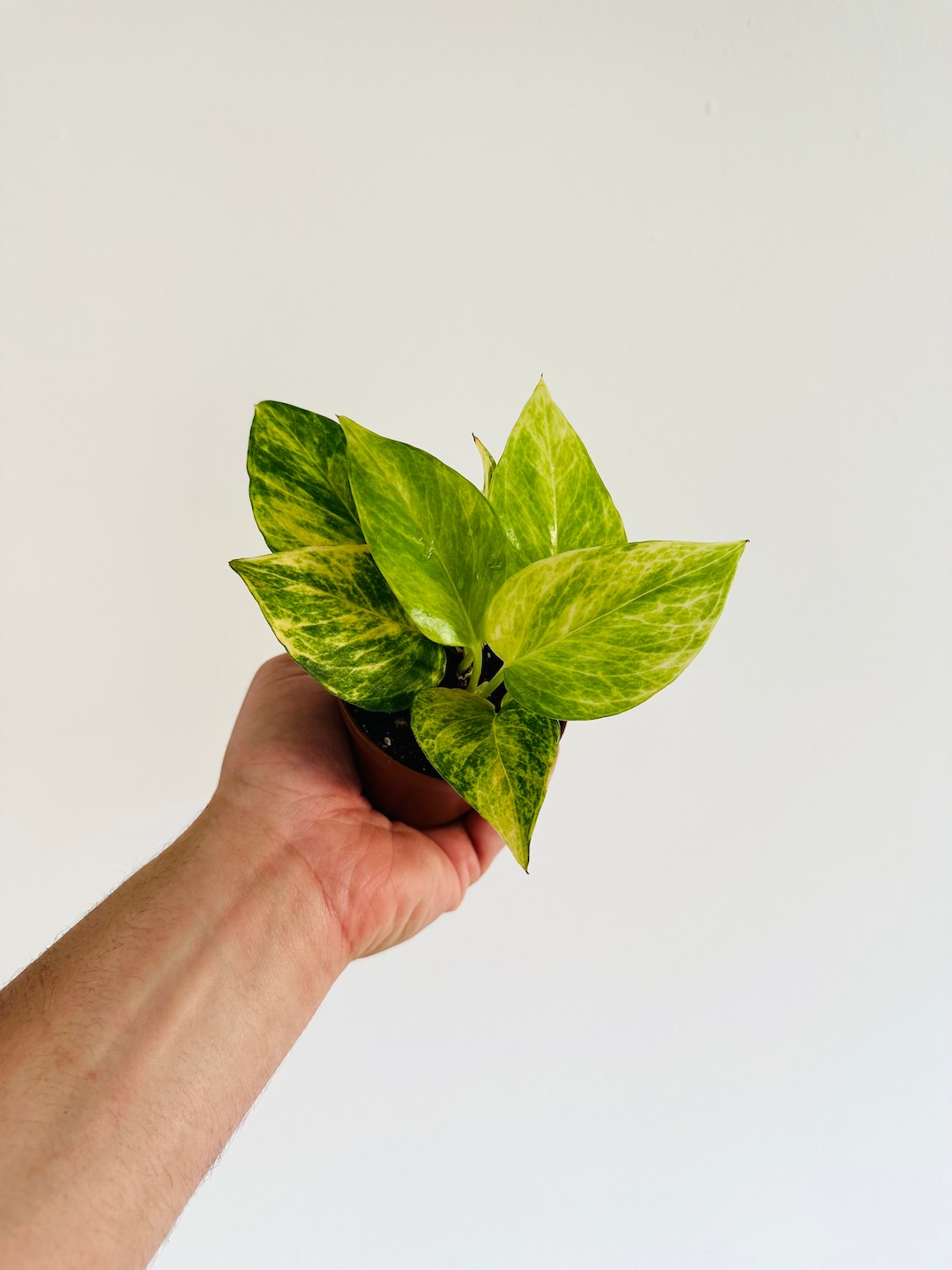 Pothos Neon Queen - New Cultivar - Beginner Plant - Rare Pothos - Live ...
