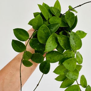 Hoya Cv. Chouke - Full & Trailing - Live Plant in 4” Hanging Basket - Etsy