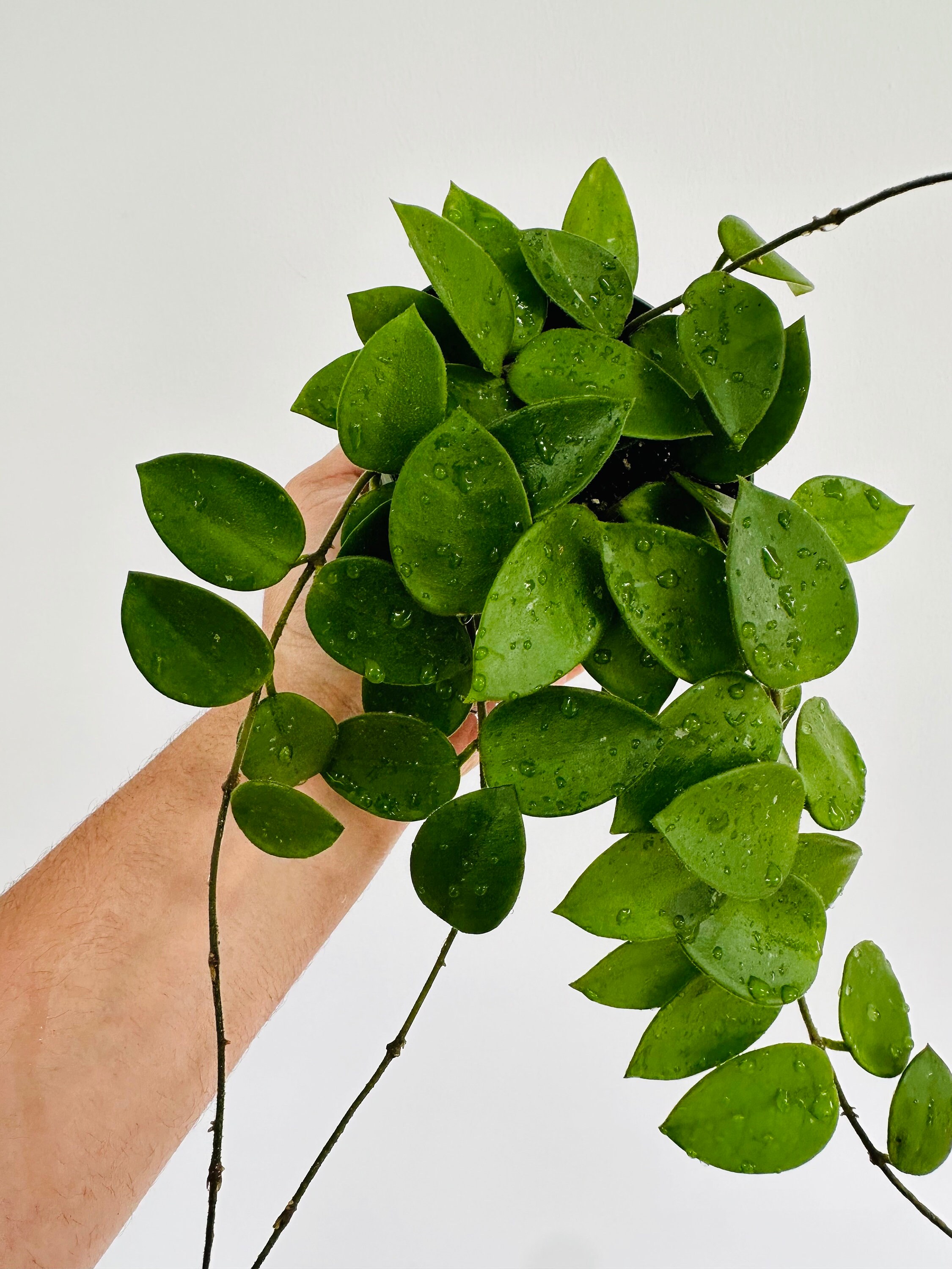 Hoya Cv. Chouke - Full & Trailing - Live Plant in 4” Hanging Basket - Etsy