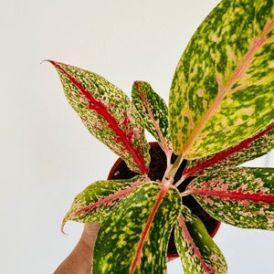 Aglaonema 10 Karat: Variegated Chinese Evergreen, 4" Pot - Etsy