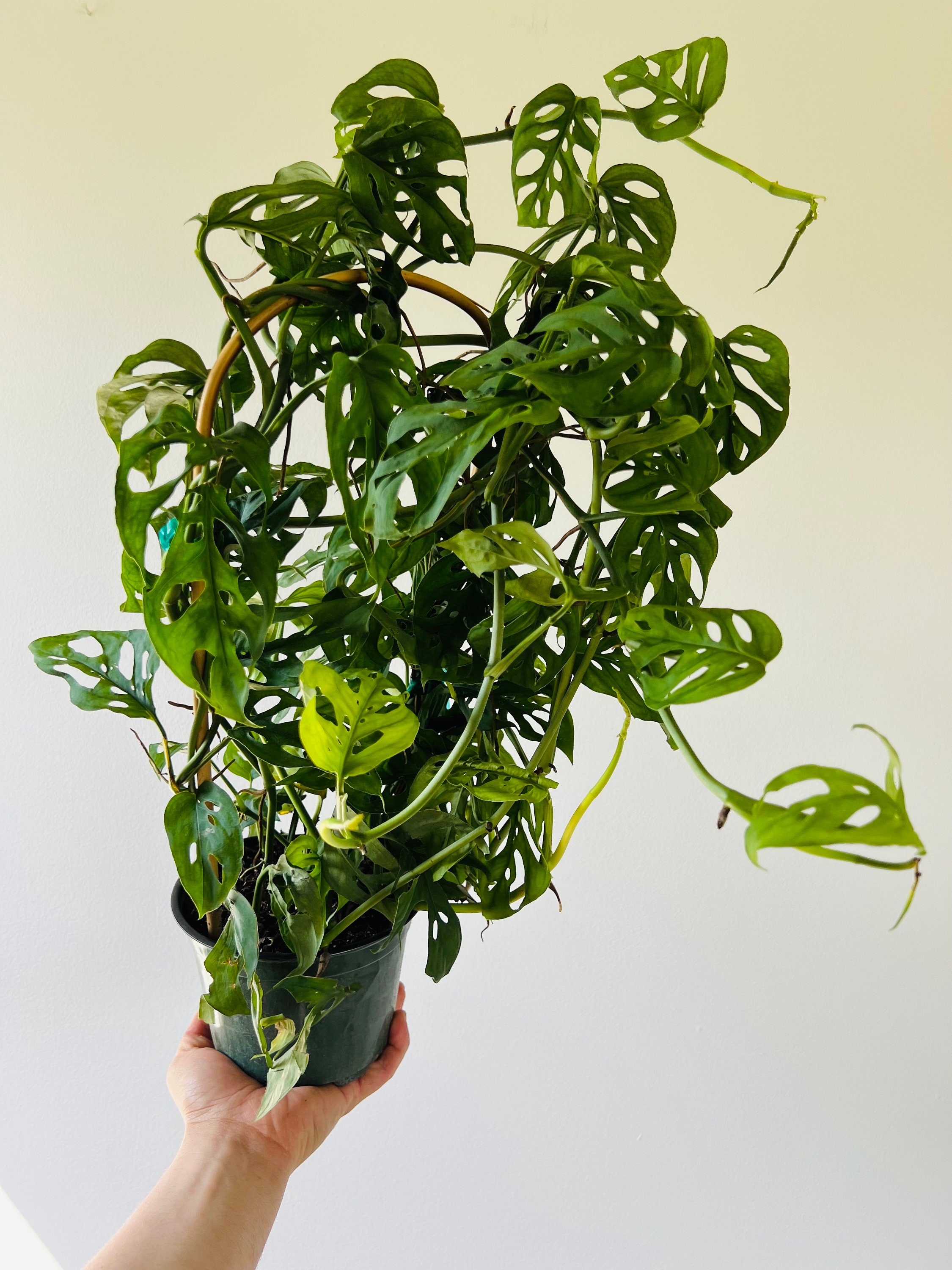 Monstera Swiss Cheese Totem Monstera Adansonii Grown on Hoop - Etsy