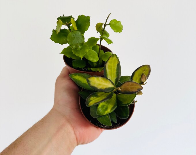 Rare Hoya Assortment 7 Includes Hoya Endauensis & Hoya Burtoniae ...