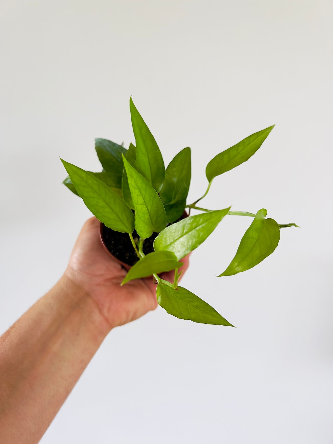 Skeleton Key - Pothos - Epipremnum Pinnatum Skeleton Key - Tropical ...