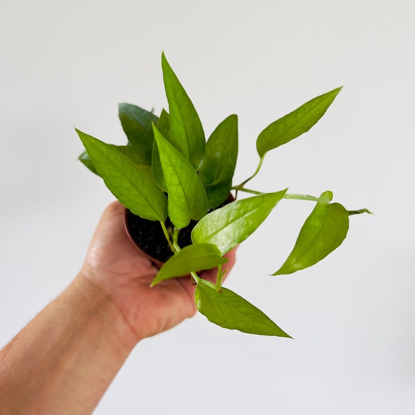 Skeleton Key Pothos Cutting - Etsy