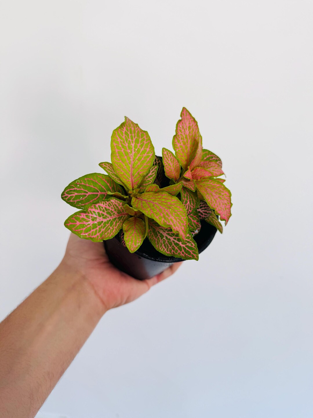 Pink Ruby Lime Fittonia – Nerve Plant, Live Houseplant in 4" Pot - Etsy