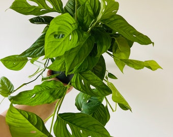 Trailing Monstera - Etsy