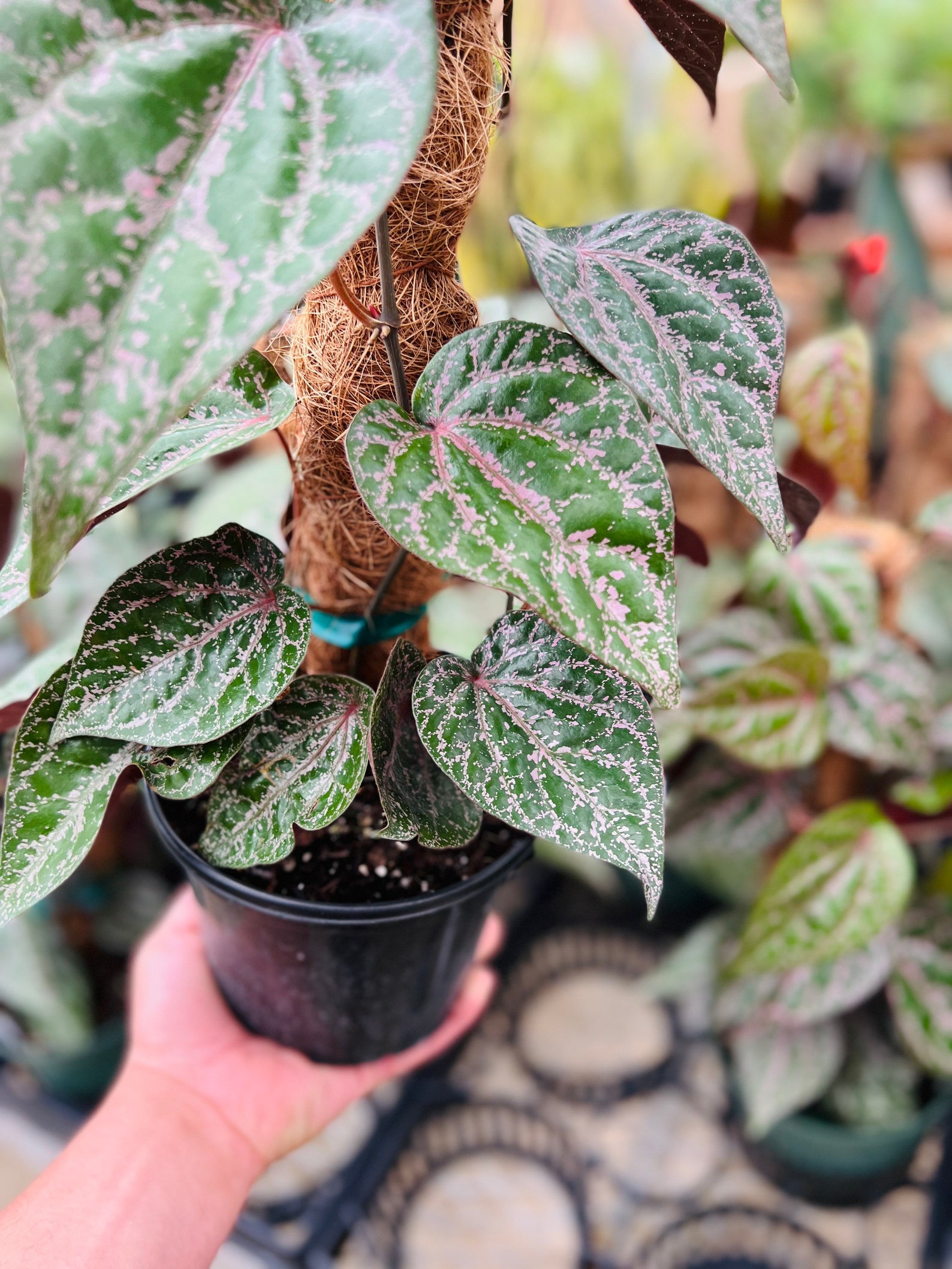 Piper Crocatum Large Growth Rare Aroid Live Plant - Etsy