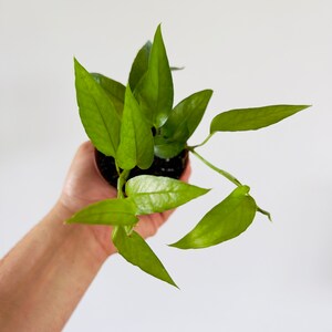 Skeleton Key - Pothos - Epipremnum Pinnatum Skeleton Key - Tropical ...