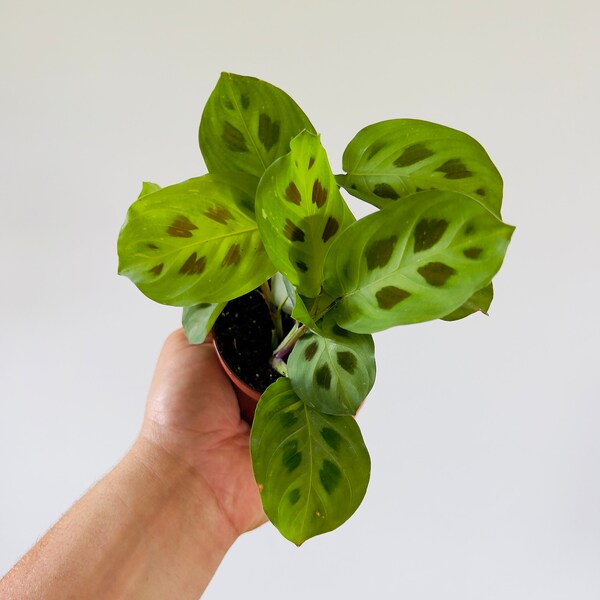 Black Maranta Prayer Plant Rare House Plant - Etsy