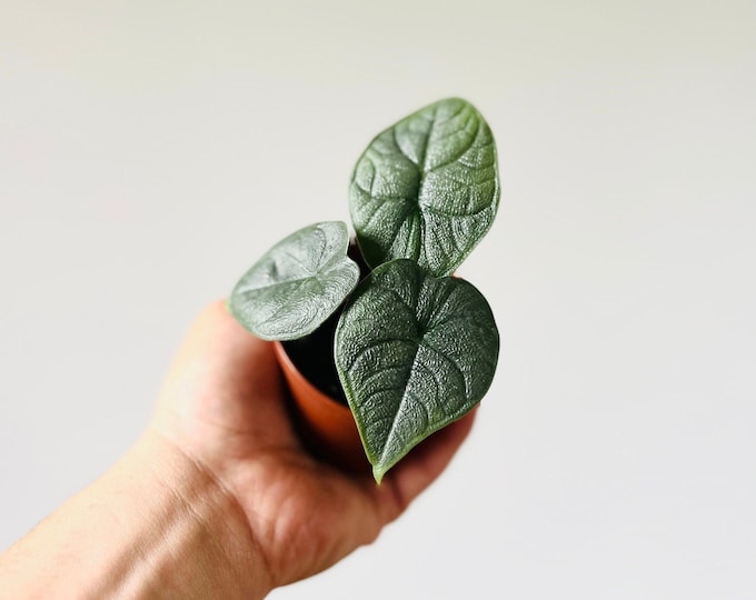 Alocasia Melo - Blue Plants - Starter Plants - Tropical Houseplant ...