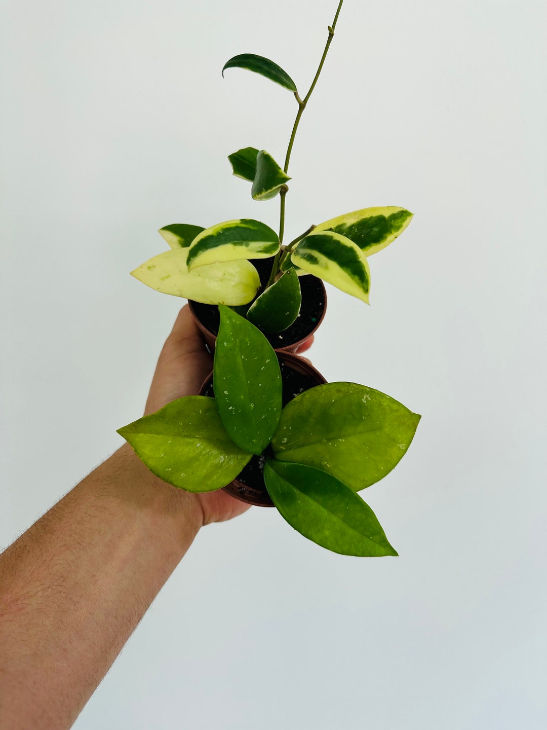 Rare Hoya Assortment 12 Includes Hoya Carnosa Freckles Splash & Hoya ...