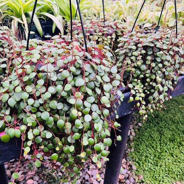 Peperomia Ruby Cascade - Etsy