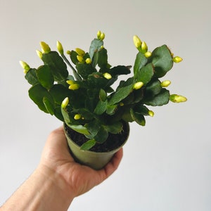 Spring Cactus - White Flowers - Schlumbergera Syn. Rhipsalidopsis ...