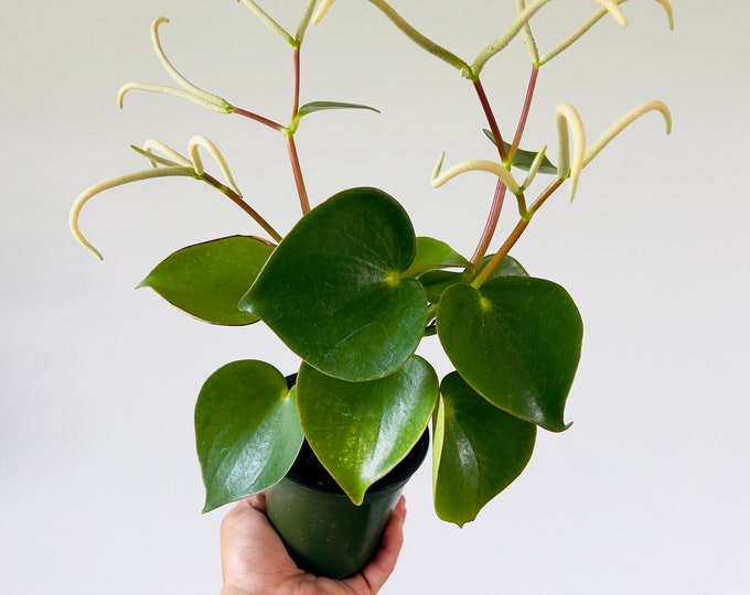Peperomia Raindrop - Polybotrya - 6” Tropical Houseplant - Etsy
