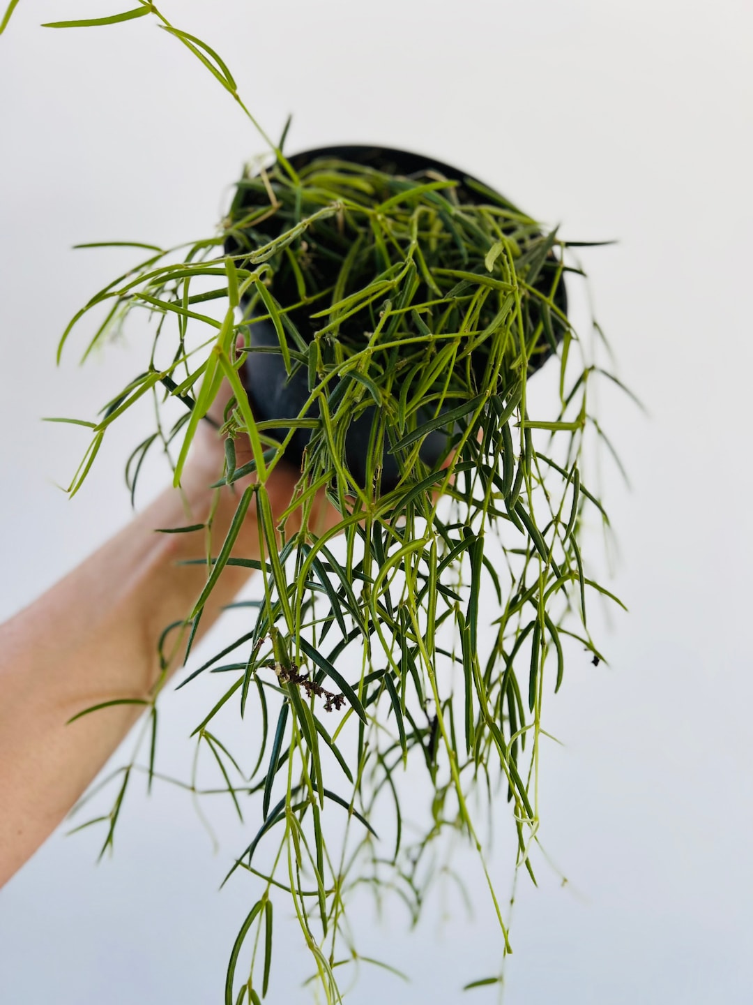 Hoya Linearis - String Hoya - Live Plant in Multiple Sizes - Etsy