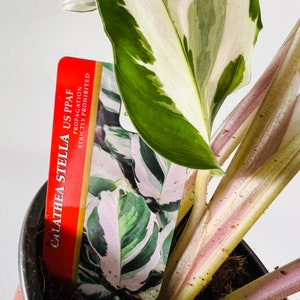 Calathea Stella - Brand New Cultivar - Live Houseplant in 4” Pot - Etsy