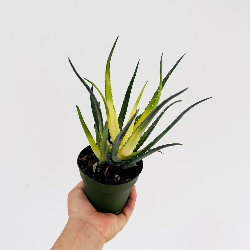 Aloe Plant - Etsy