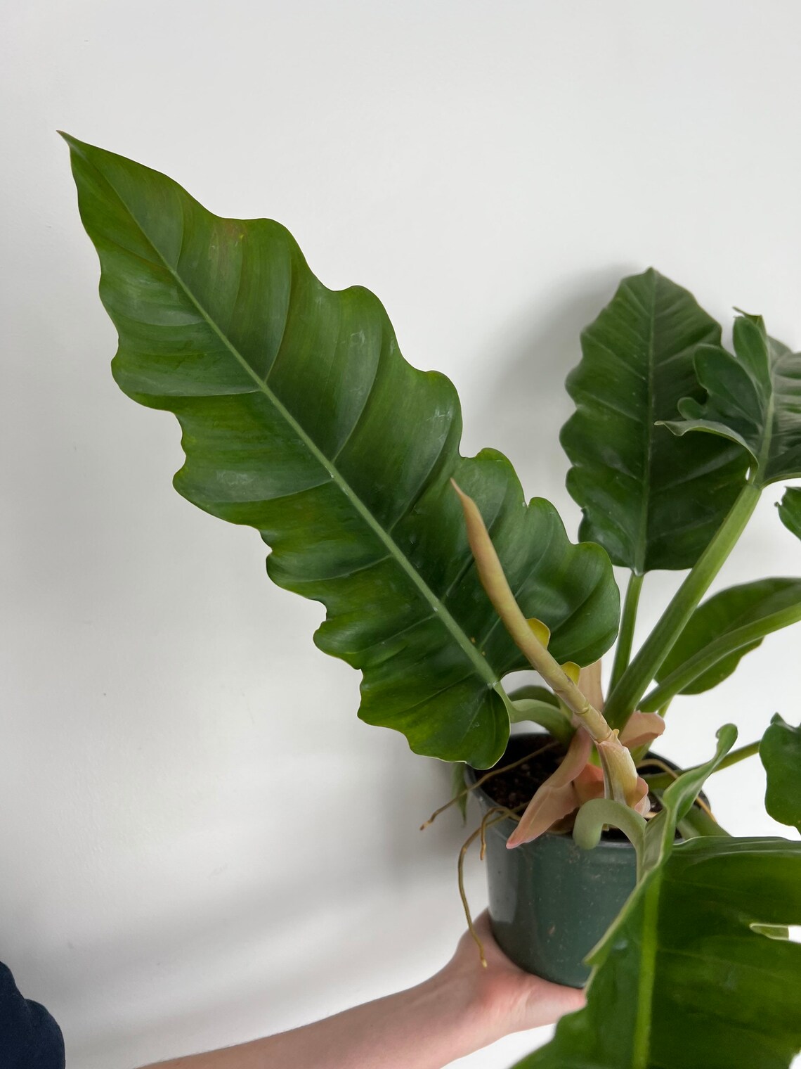 Philodendron Narrow Escape Tiger's Tooth Rare Aroid - Etsy