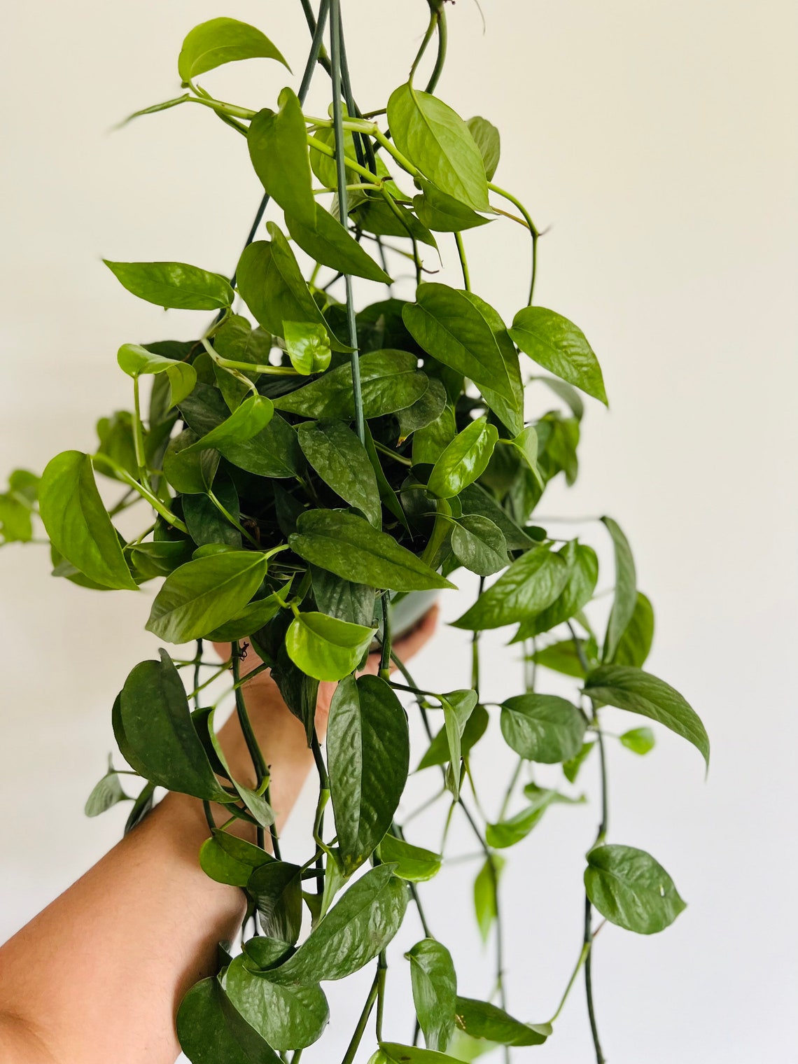 Epipremnum Pinnatum Dragons Tail Pothos Very Large & - Etsy