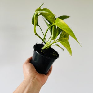 Pothos Robin: Teruno Japanese Pothos - Tropical Houseplant (4” Pot) - Etsy