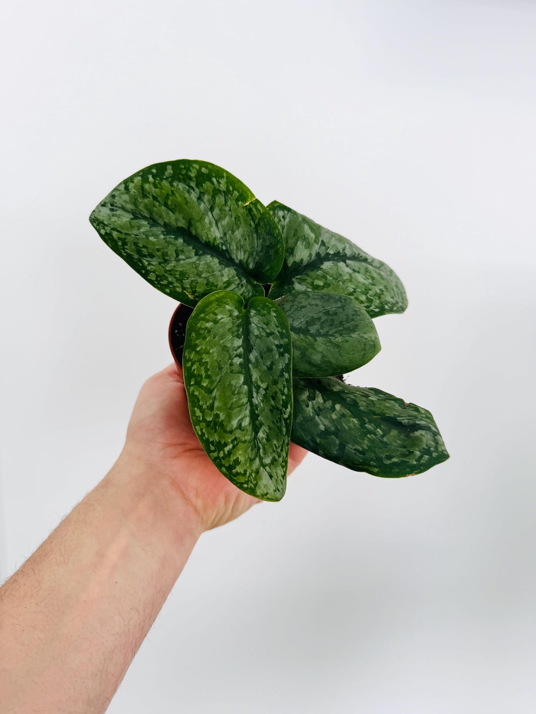 Scindapsus Sp. Gunung - Rare Aroid - Silver Satin Pothos - Live Plant ...