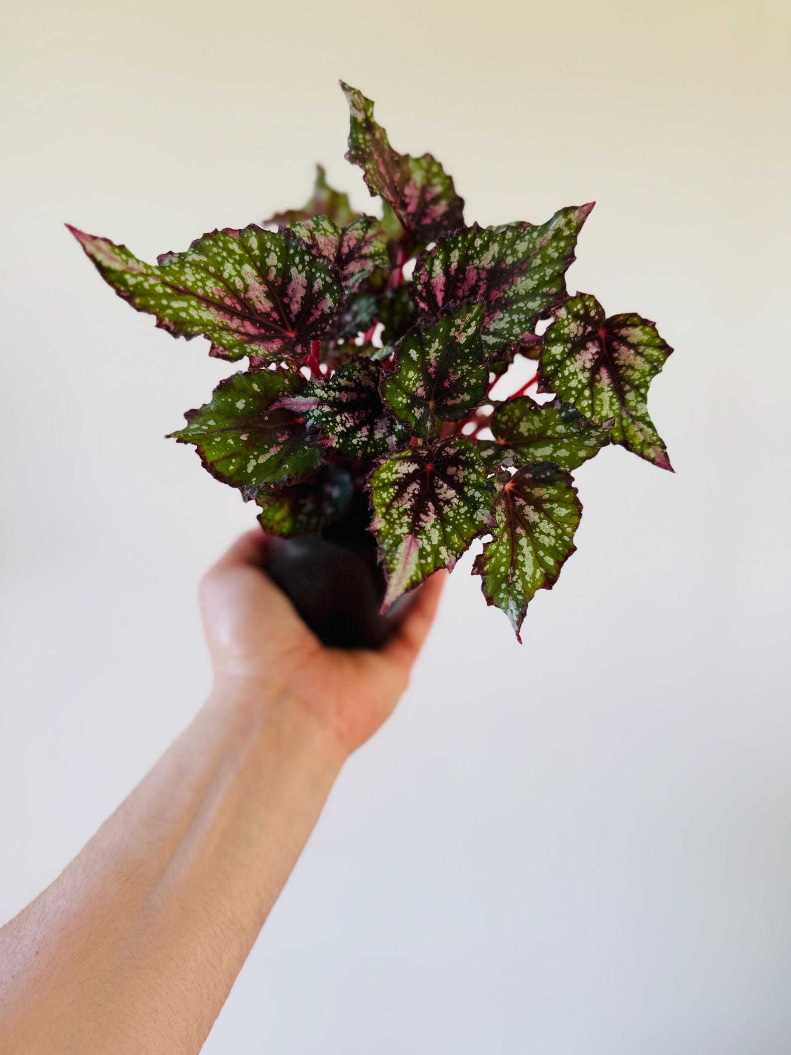 Begonia Jurassic Watermelon - Rex Begonia - Gothic Decor - Tropical ...
