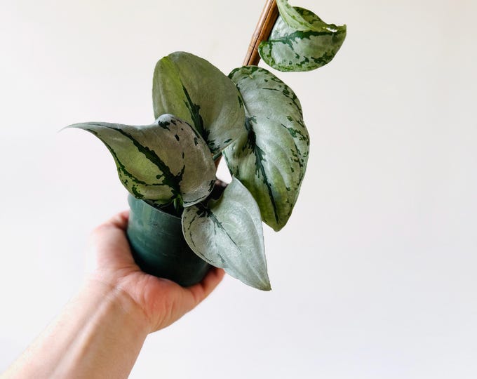Scindapsus Silver Sierra - Etsy