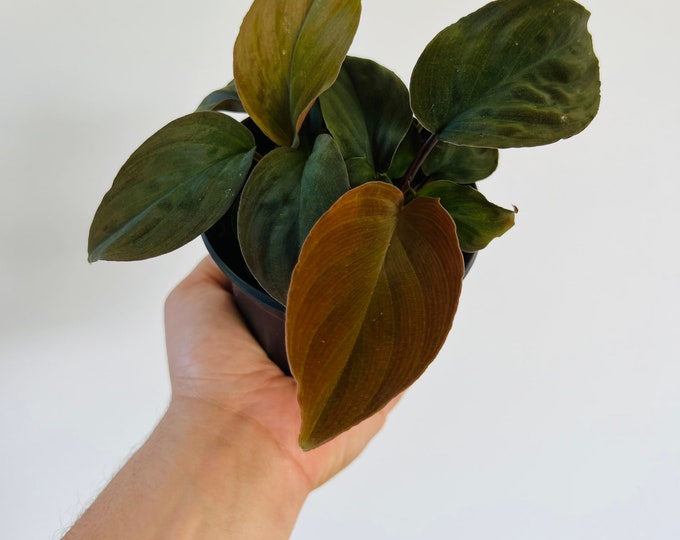 Homalomena Humilis Red Velvet - Rare Aroid - Black Plants - Available ...