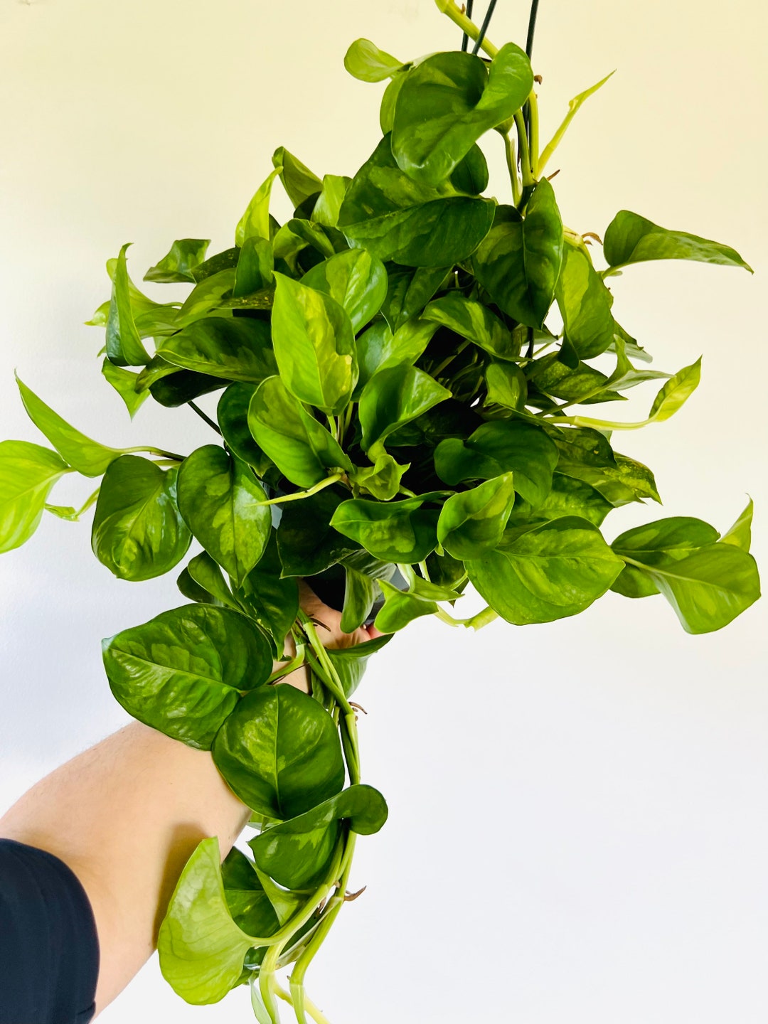 Global Green Pothos - Variegated Epipremnum - Rare Tropical Houseplant ...