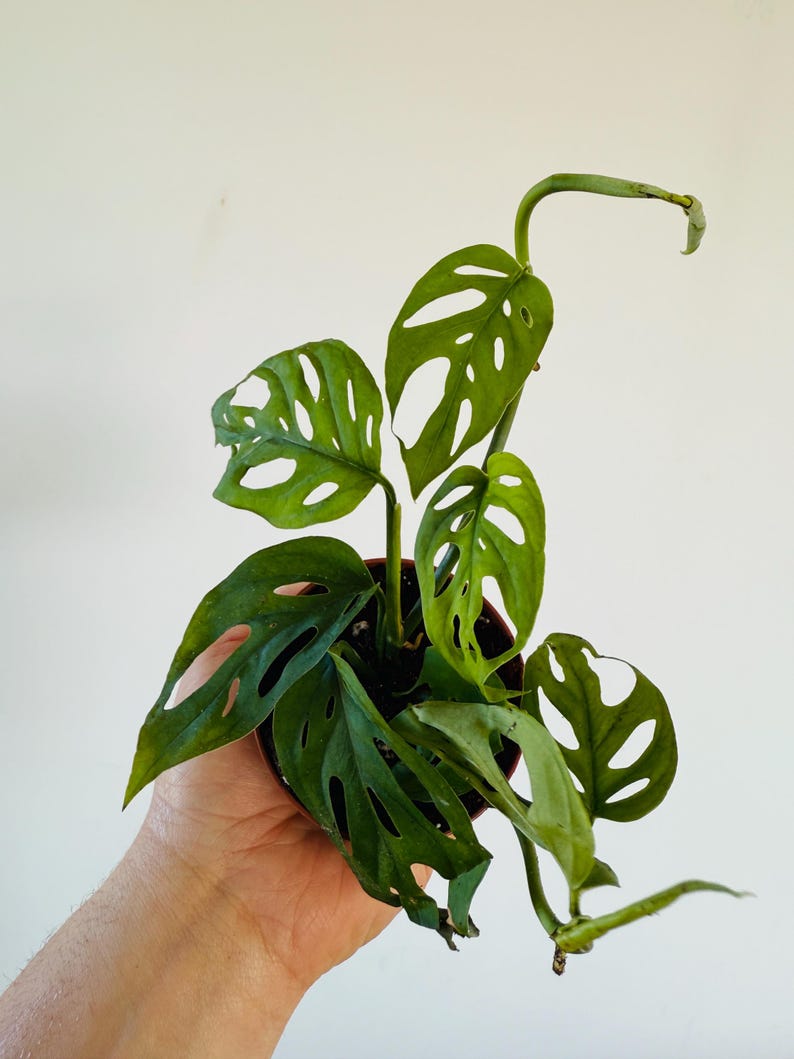 Monstera Esqueleto - Skeleton Plant - Rare Aroid - Tropical Plant ...