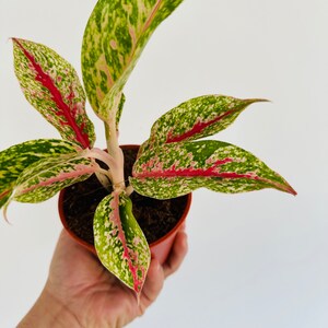 Aglaonema 10 Karat: Variegated Chinese Evergreen, 4" Pot - Etsy
