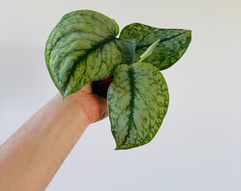 Silver Cloud Scindapsus - Rare - Silver Satin Pothos - Available in 6” Pots - Etsy