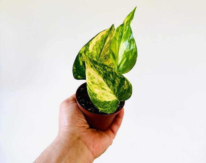 Himiko Teruno Pothos - Etsy