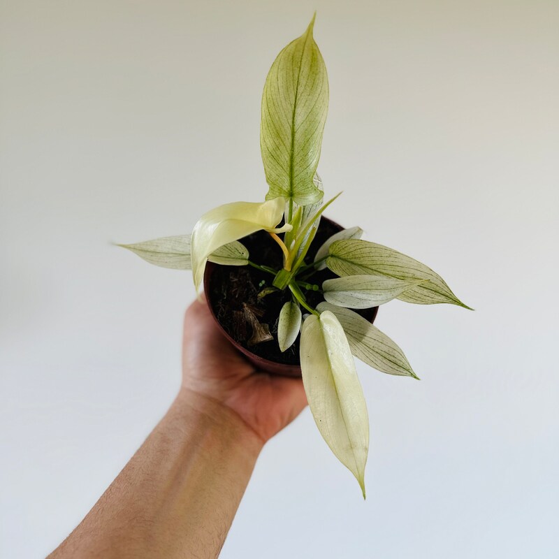 Florida Ghost Philodendron - Etsy