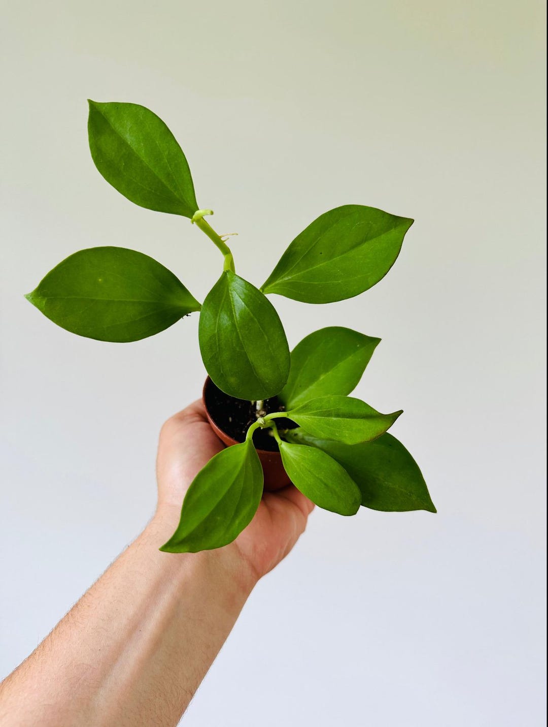 Hoya Pachyclada Fuzzy Hoya Live Plant in 3 Pot - Etsy